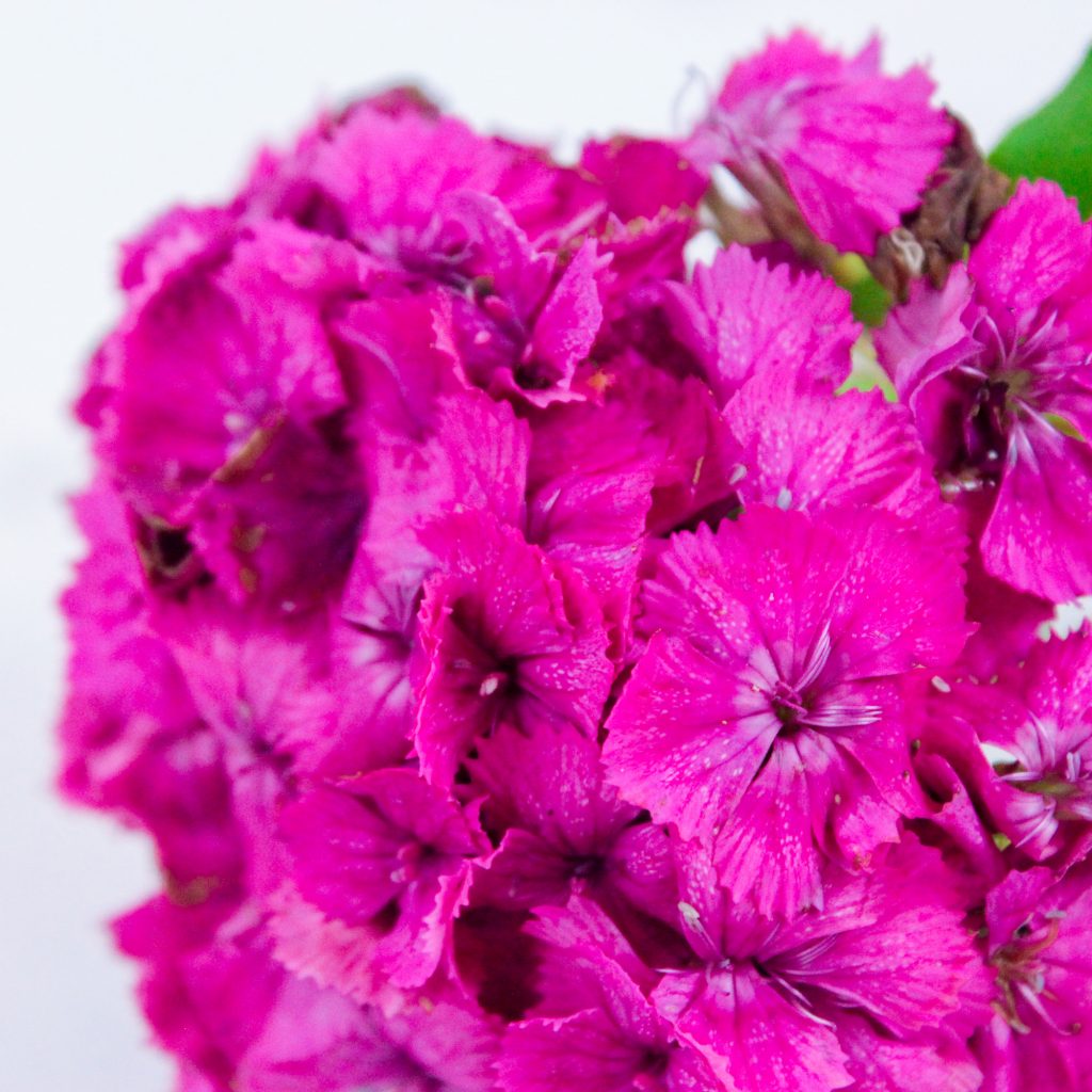 Free Facebook Pictures to Share - Sarah Titus