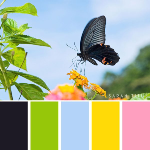 25 Spring Color Palettes - Sarah Titus