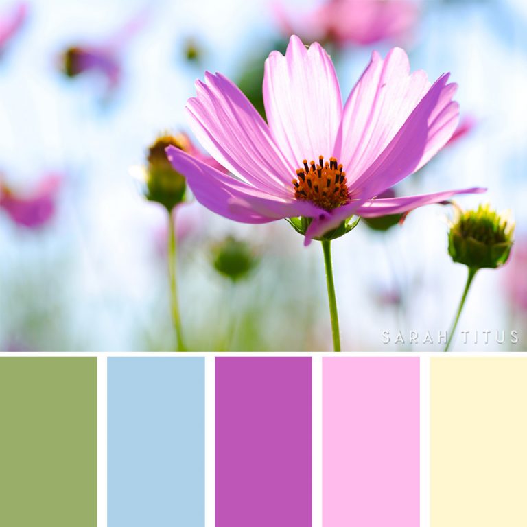 25 Spring Color Palettes - Sarah Titus