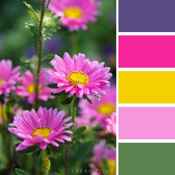 24 Best Flower-Inspired Color Palettes - Sarah Titus