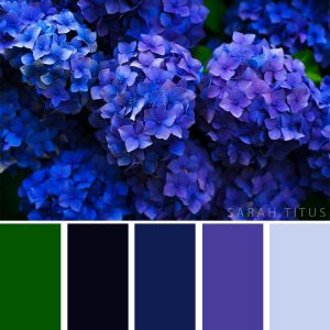 24 Best Flower-Inspired Color Palettes - Sarah Titus