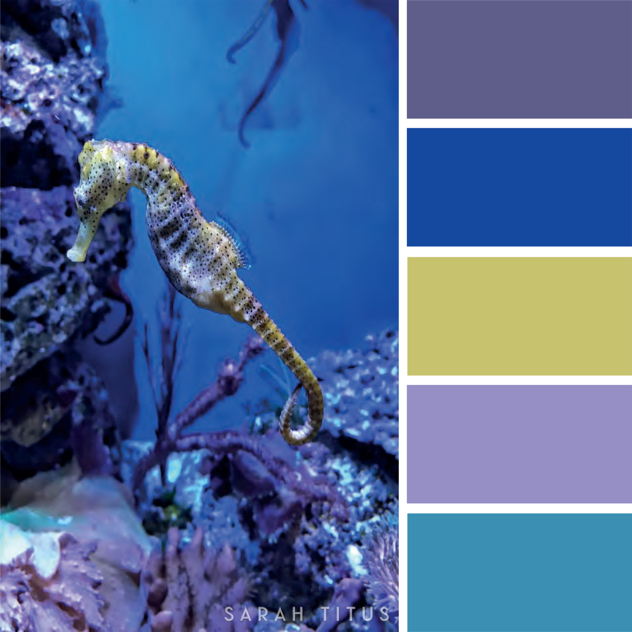 Aquarium Color Palettes - Sarah Titus