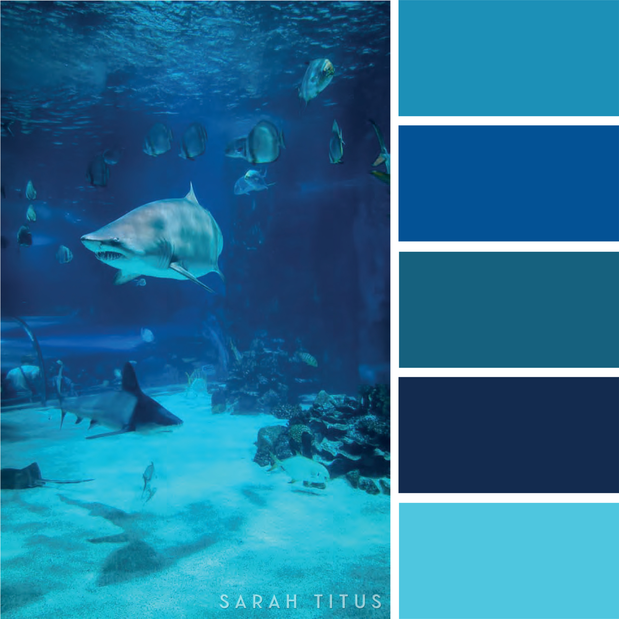 Aquarium Color Palettes - Sarah Titus