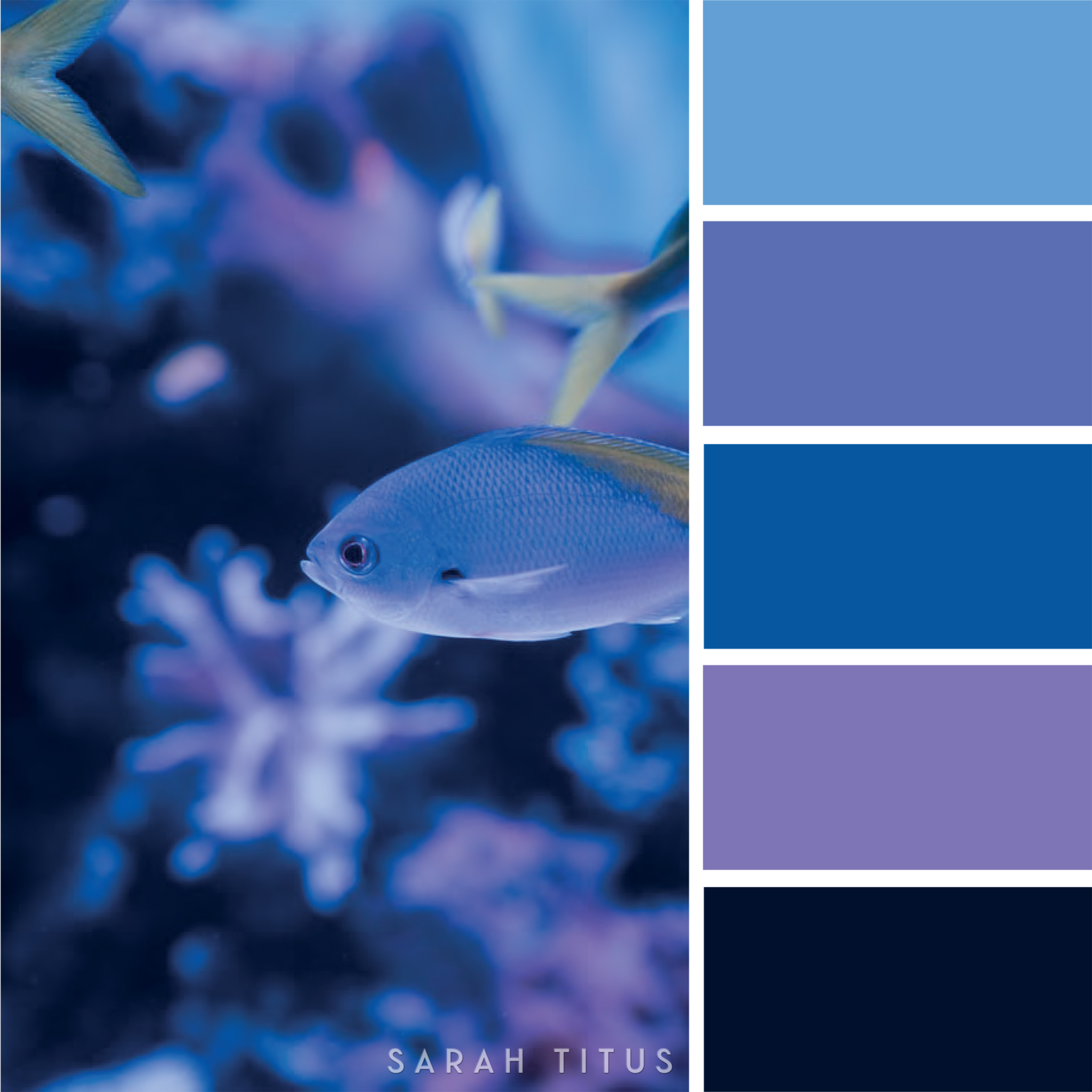 Aquarium Color Palettes - Sarah Titus