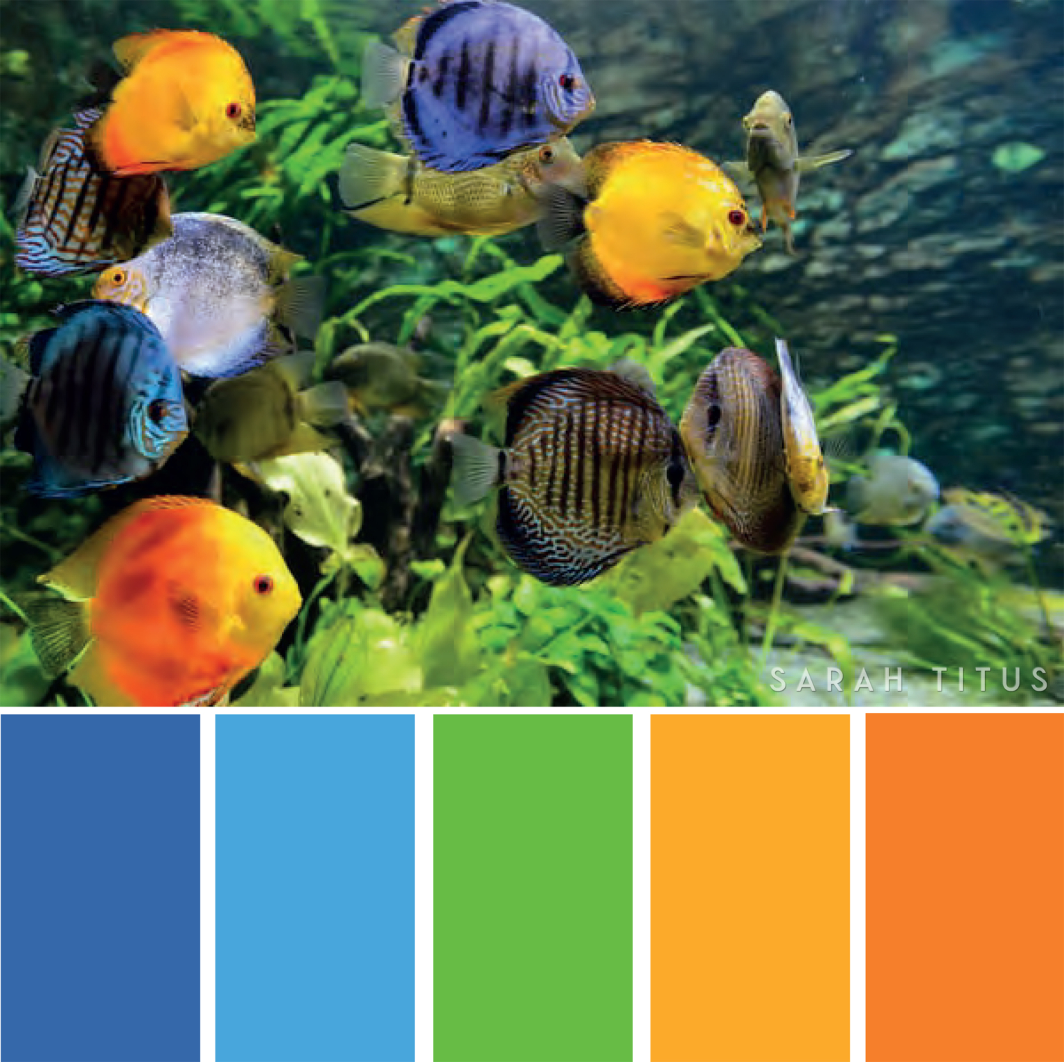 Aquarium Color Palettes - Sarah Titus
