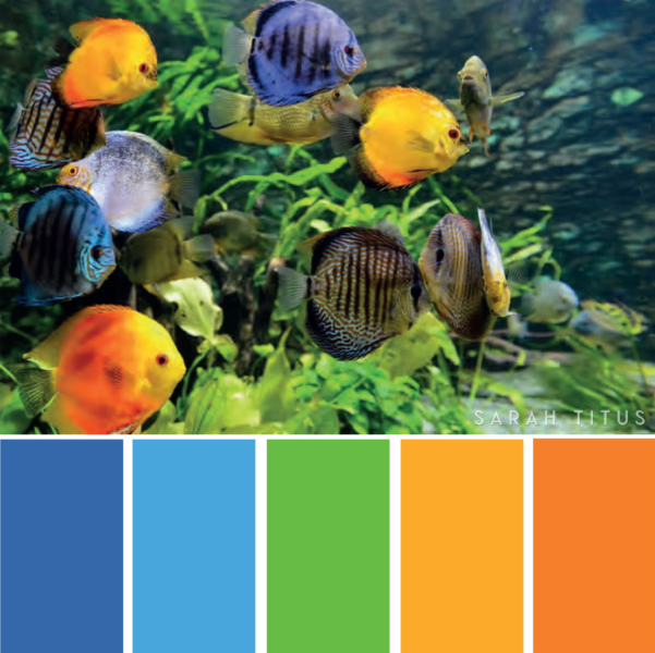 Aquarium Color Palettes - Sarah Titus