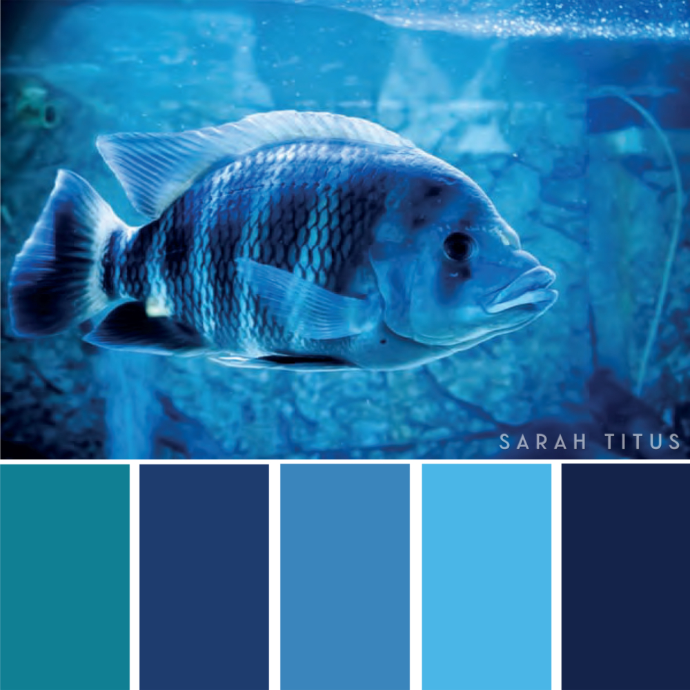 Aquarium Color Palettes - Sarah Titus