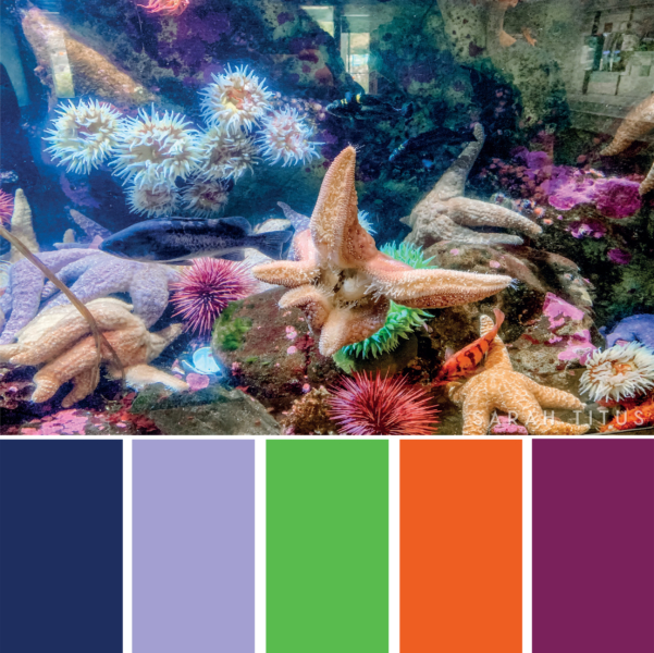 Aquarium Color Palettes - Sarah Titus