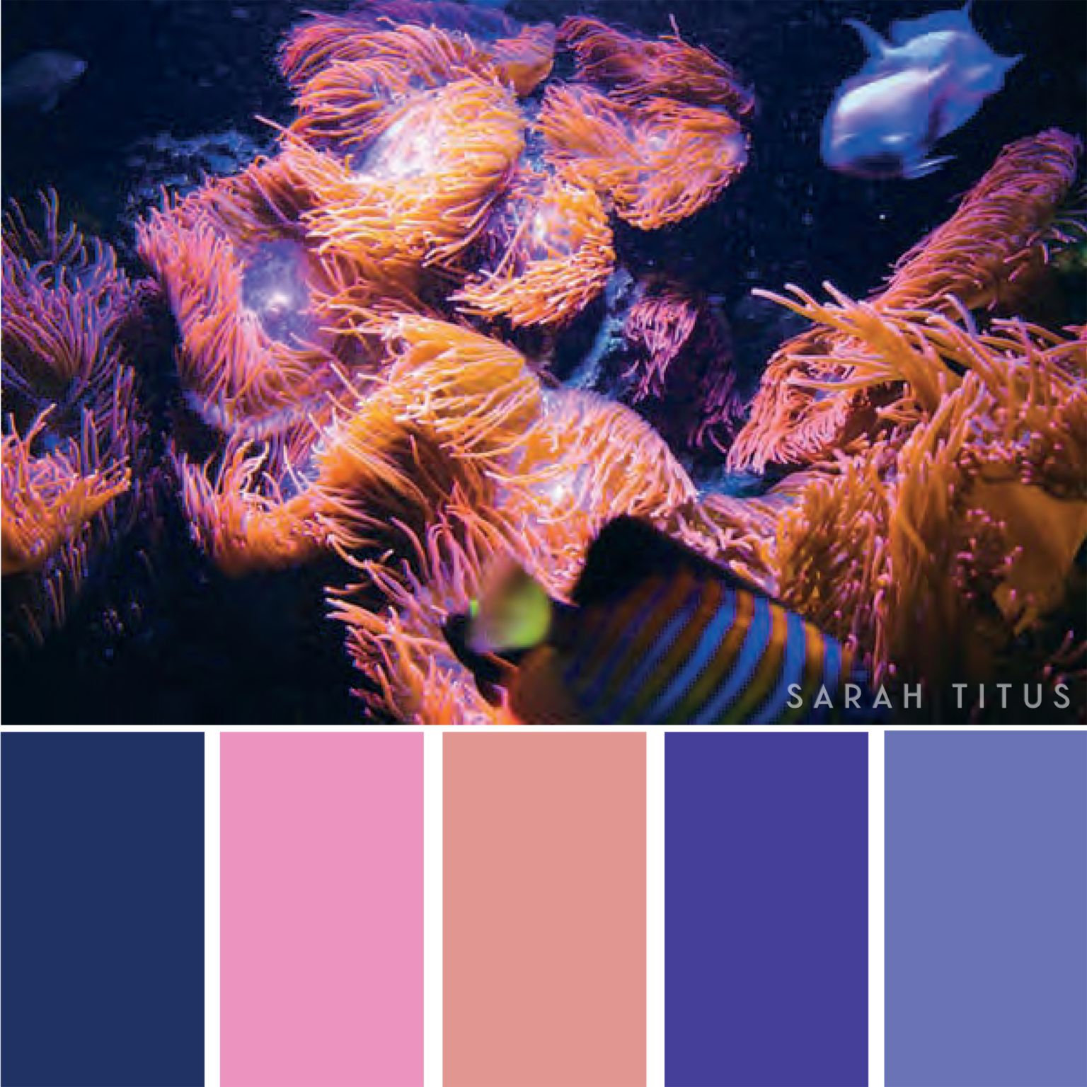 Aquarium Color Palettes - Sarah Titus