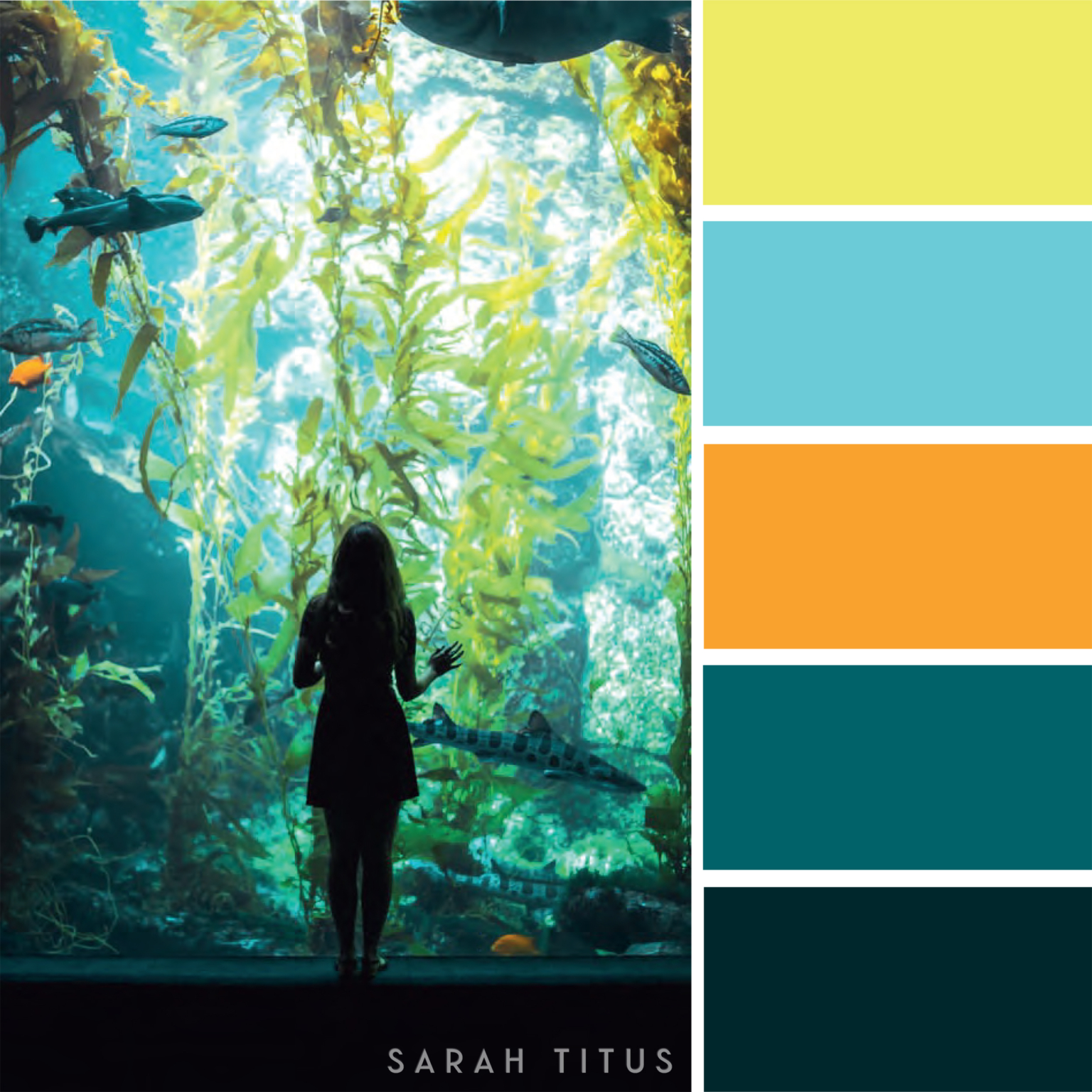 Aquarium Color Palettes - Sarah Titus