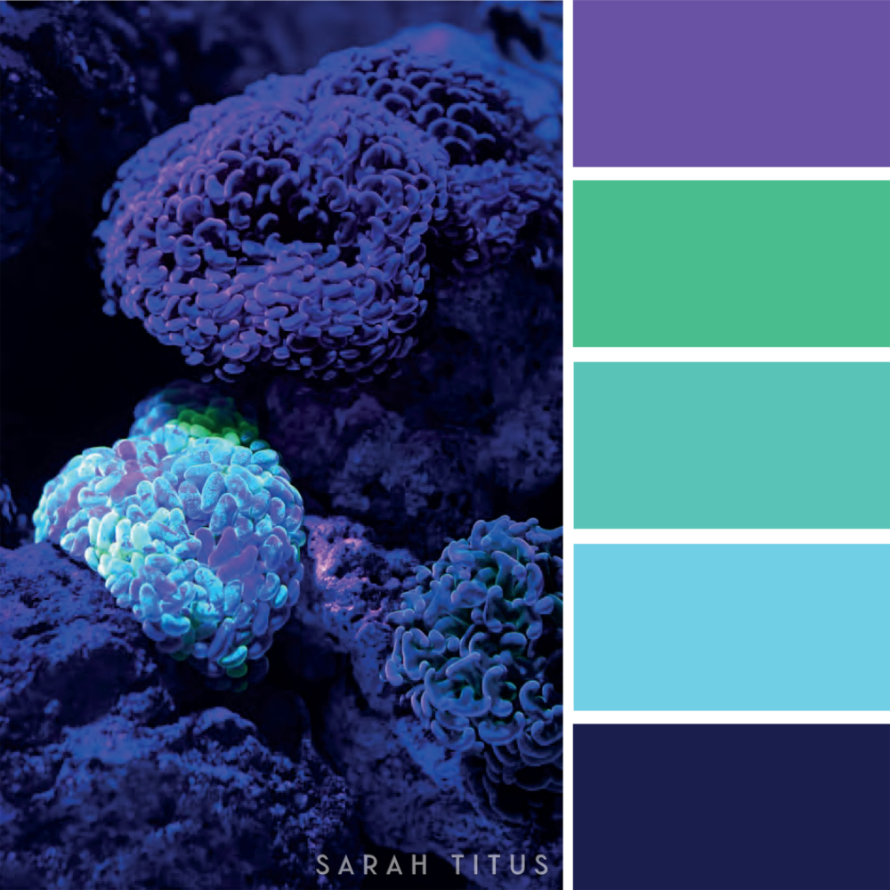 Aquarium Color Palettes - Sarah Titus